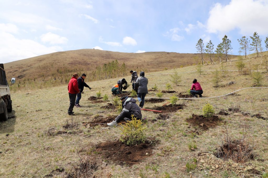 Ээлжит хаврын мод тарих аян өрнөлөө