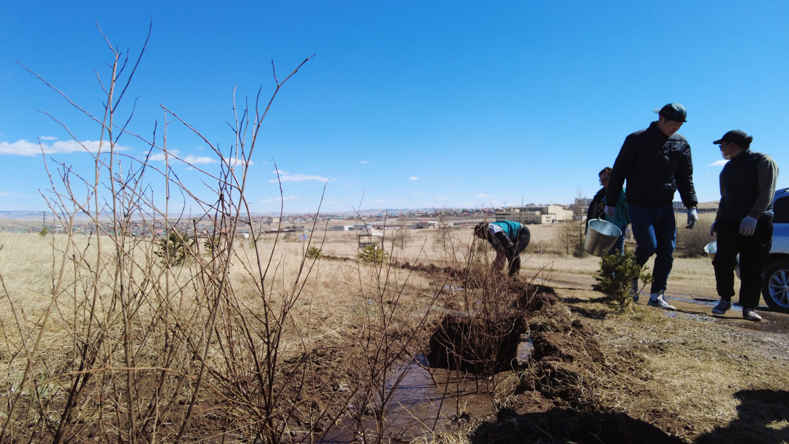 “Шинэ Налайх цэцэрлэгт хүрээлэн” д 160 ширхэг хайлаас мод тарьлаа